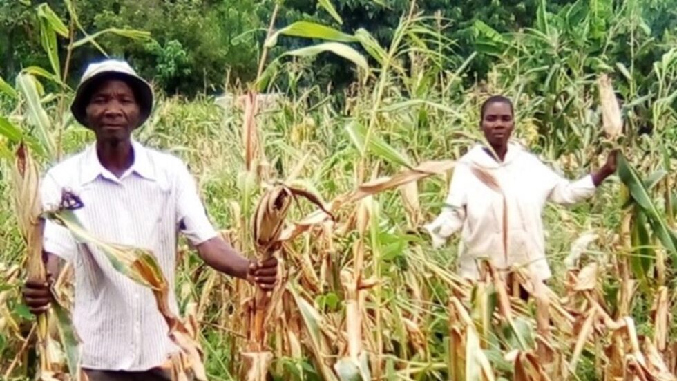 Harvest During Hunger Season? | y-Malawi